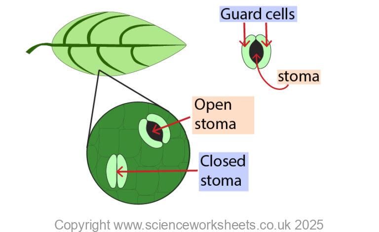 AQA GCSE Transpiration (Biology) - Science Worksheets