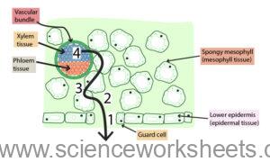 AQA GCSE Transpiration (Biology) - Science Worksheets