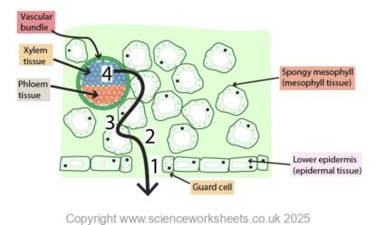AQA GCSE Transpiration (Biology) - Science Worksheets