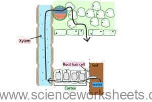 AQA GCSE Transpiration (Biology) - Science Worksheets