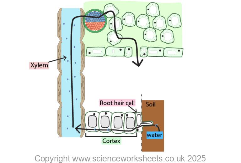 AQA GCSE Transpiration (Biology) - Science Worksheets