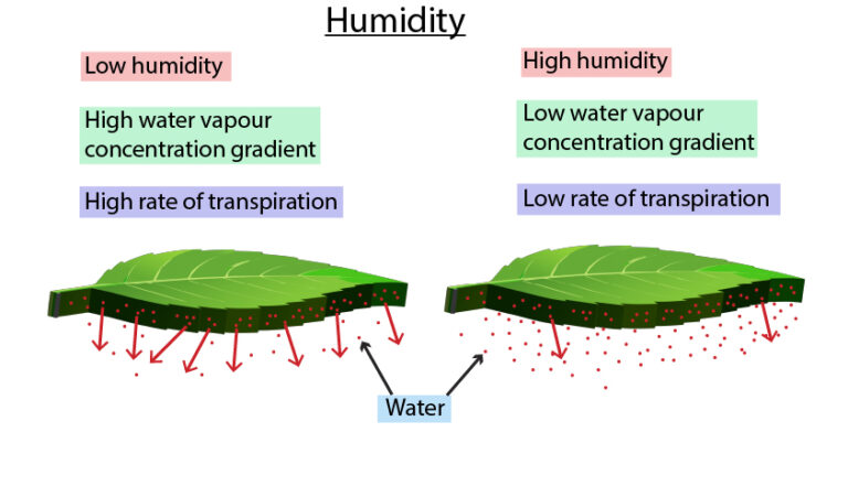 AQA GCSE Transpiration (Biology) - Science Worksheets