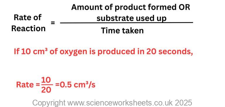 AQA GCSE Enzymes Rate Calculations (Biology) - Science Worksheets