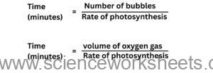 AQA GCSE Measuring & calculating rates of photosynthesis (Biology ...
