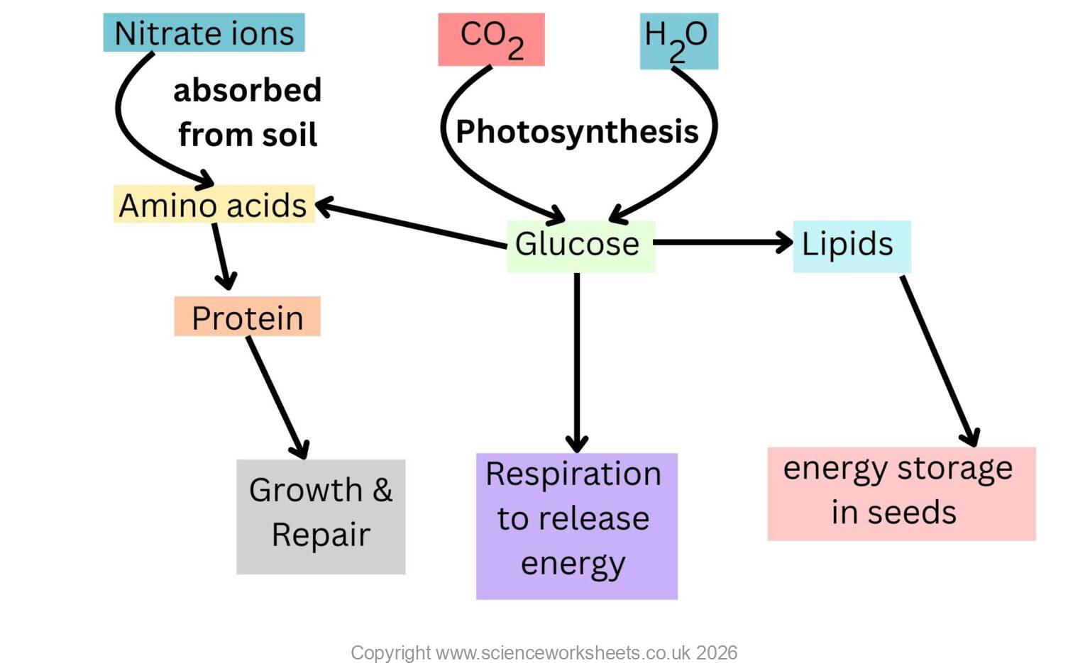 AQA GCSE Metabolism (Biology) - Science Worksheets
