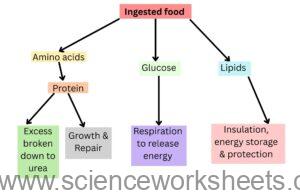 AQA GCSE Metabolism (Biology) - Science Worksheets