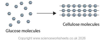 AQA GCSE Using the glucose produced during photosynthesis (Biology ...