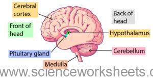 AQA GCSE The brain (Biology) - Science Worksheets