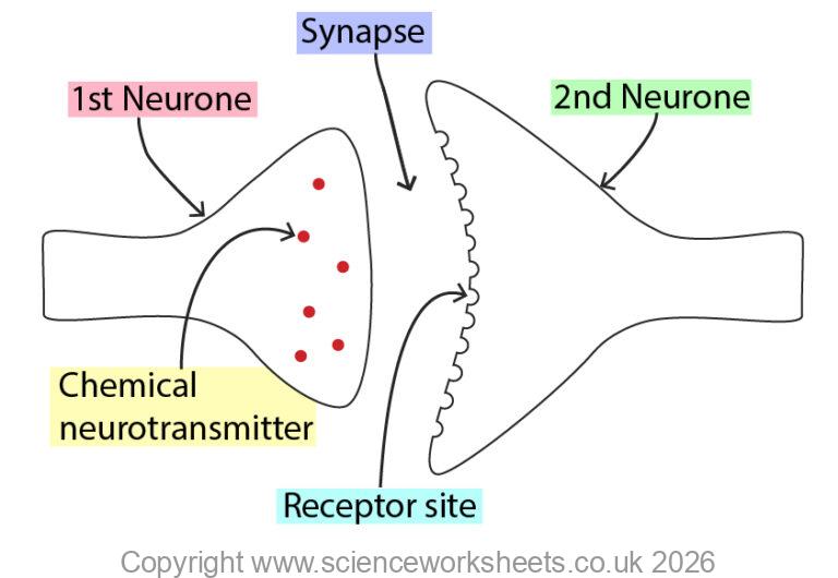 AQA GCSE Reflexes & Synapses (Biology) - Science Worksheets