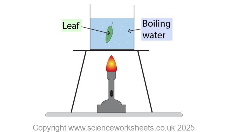 AQA GCSE Testing a leaf for starch (Biology) - Science Worksheets