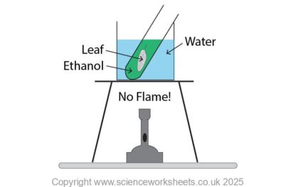 AQA GCSE Testing a leaf for starch (Biology) - Science Worksheets