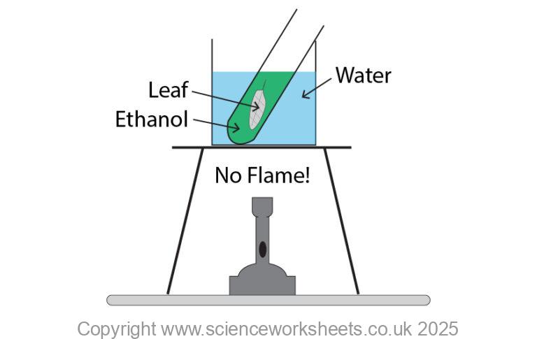 AQA GCSE Testing a leaf for starch (Biology) - Science Worksheets