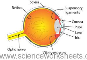 AQA GCSE The Eye (Biology) - Science Worksheets