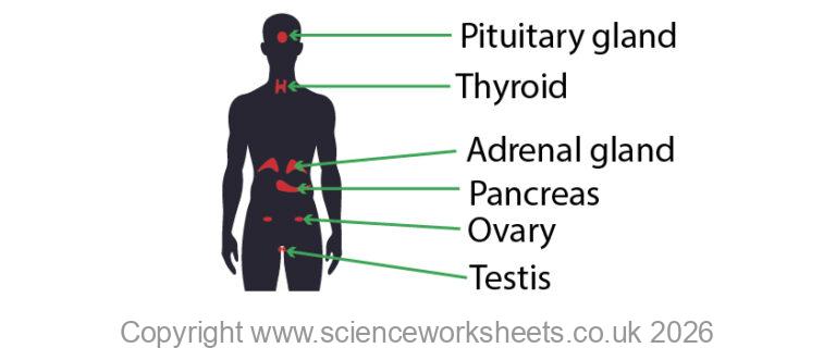 AQA GCSE Endocrine system of humans (Biology) - Science Worksheets