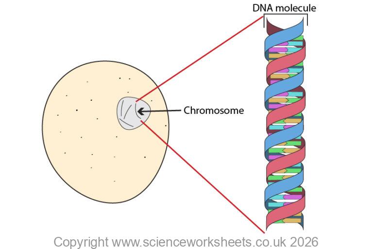 AQA GCSE Structure of DNA(Biology) - Science Worksheets