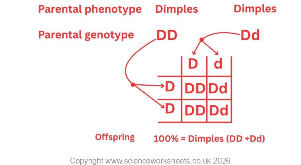 Answers to AQA GCSE Genetics & inheritance Part 2(Biology) - Science ...