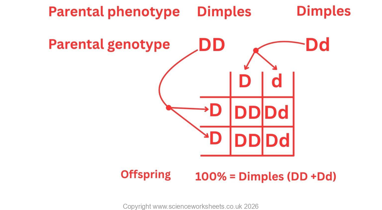 Answers to AQA GCSE Genetics & inheritance Part 2(Biology) - Science ...