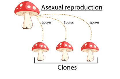 AQA GCSE Advantages and Drawbacks of Sexual and Asexual reproduction ...