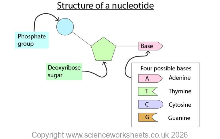 AQA GCSE Structure of DNA(Biology) - Science Worksheets