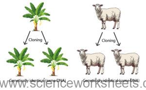 AQA GCSE Cloning(Biology) - Science Worksheets
