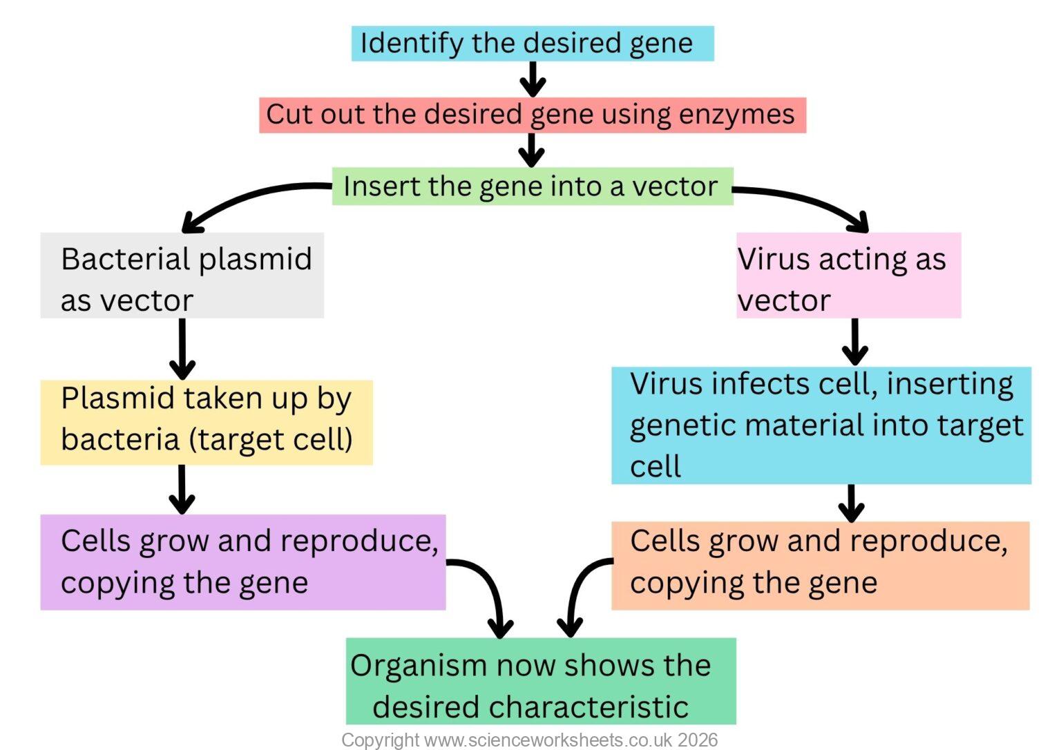 AQA GCSE Genetic engineering(Biology) - Science Worksheets