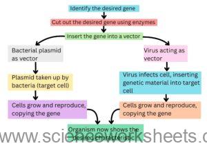 AQA GCSE Genetic engineering(Biology) - Science Worksheets