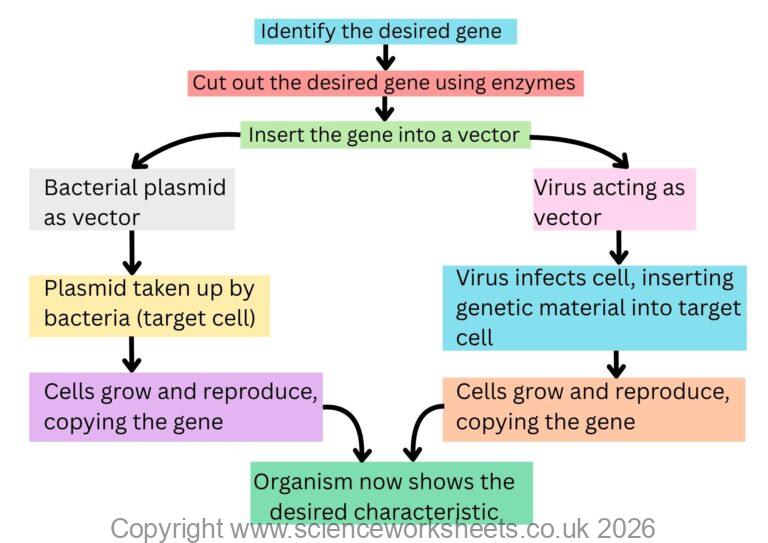 AQA GCSE Genetic engineering(Biology) - Science Worksheets
